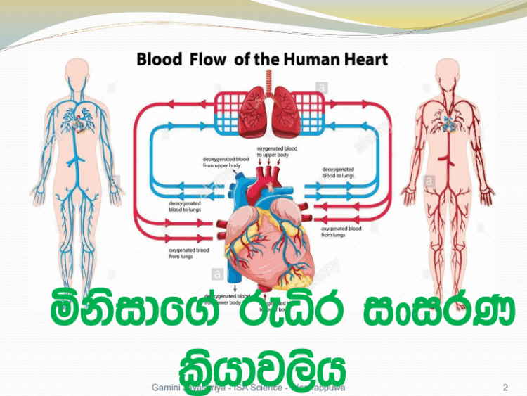 Manawa Deha Kriyawali - Minisage Rudira Sansarana Kriyawaliya short ...